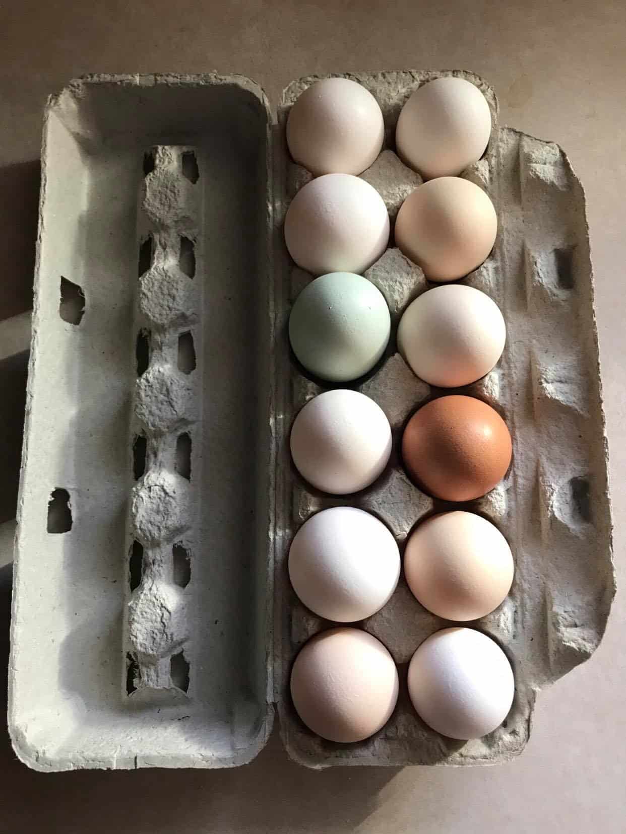 Beginner's Step-By-Step Guide to Hatching Your Own Chicken Eggs