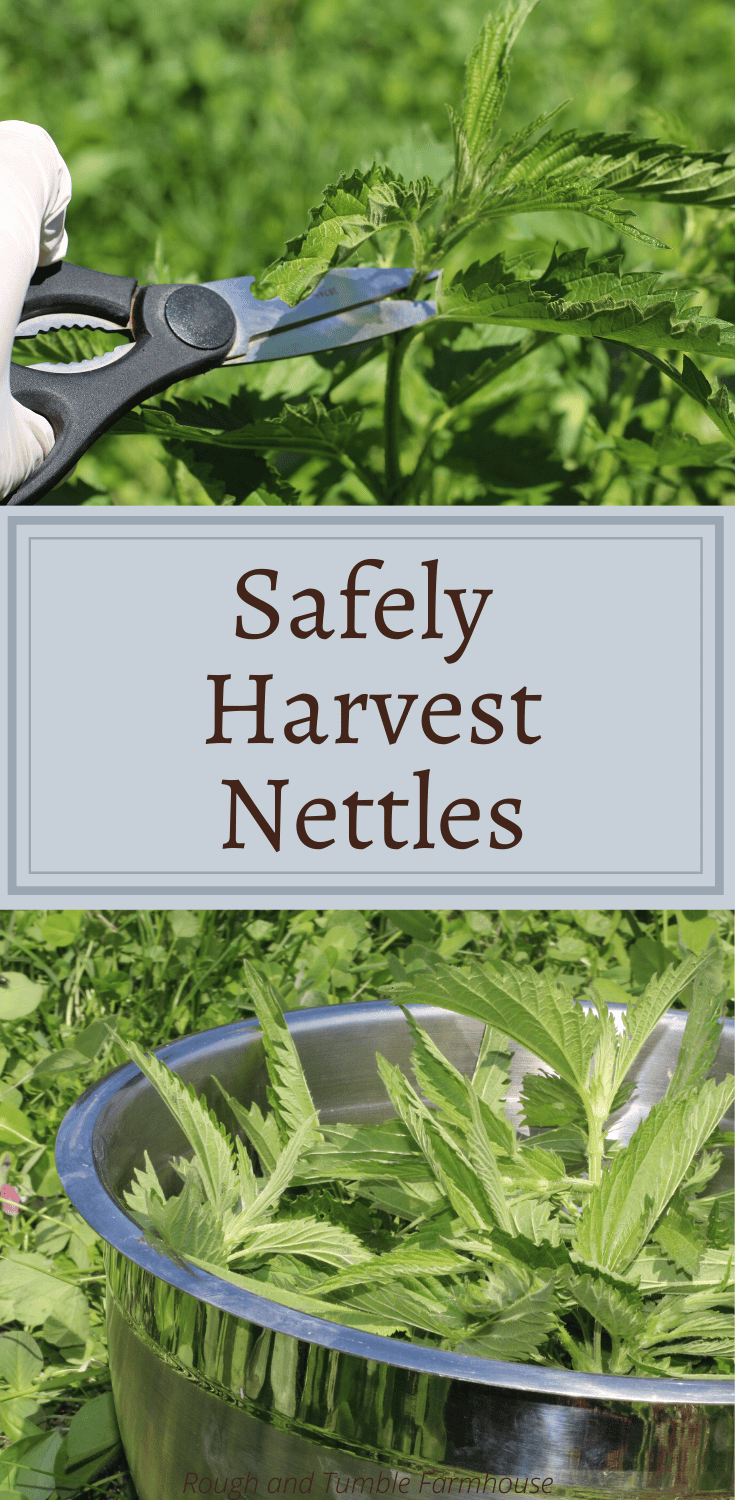 Harvesting Nettles for Food and Medicine