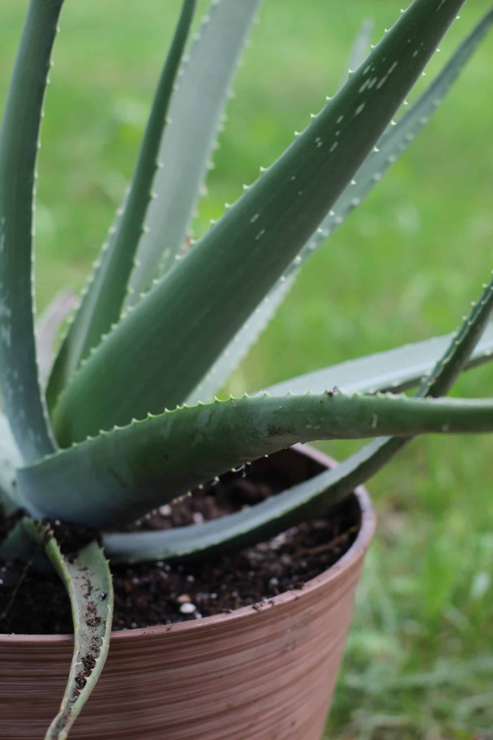 How to Transplant Aloe Babies