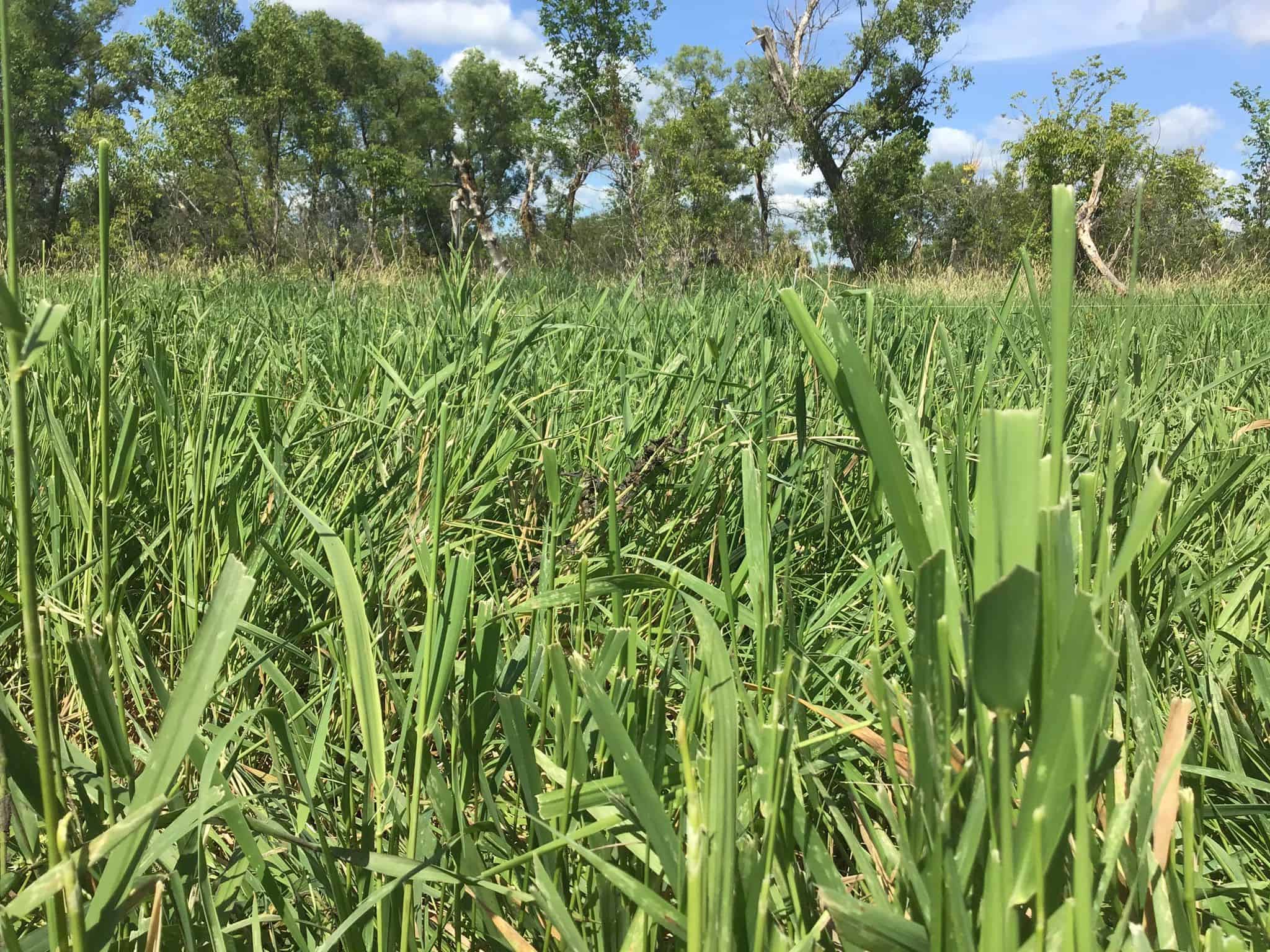 Rotational Grazing for Beginners