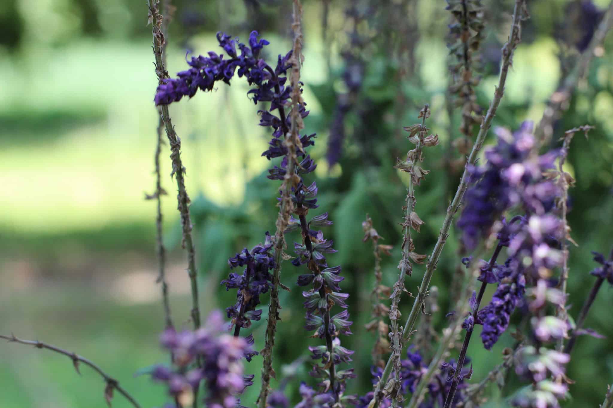 Ruth Stout Gardening Method