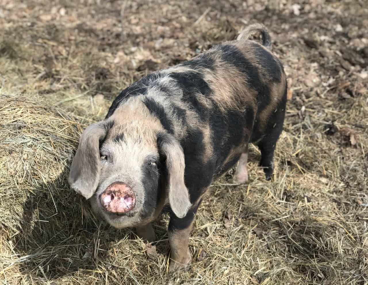 Helping a Pig Give Birth
