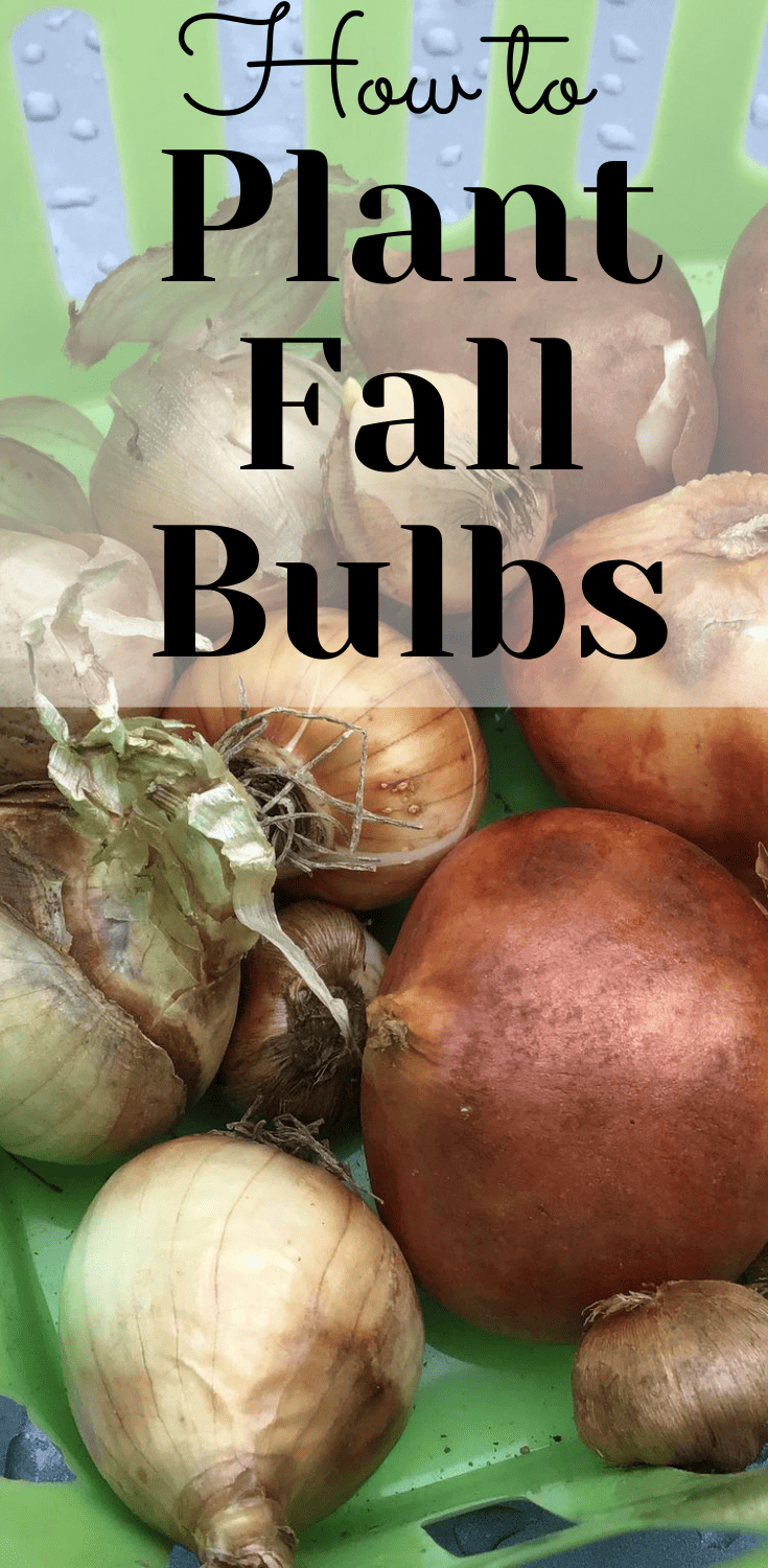 Beginner's Guide to Planting Fall Bulbs