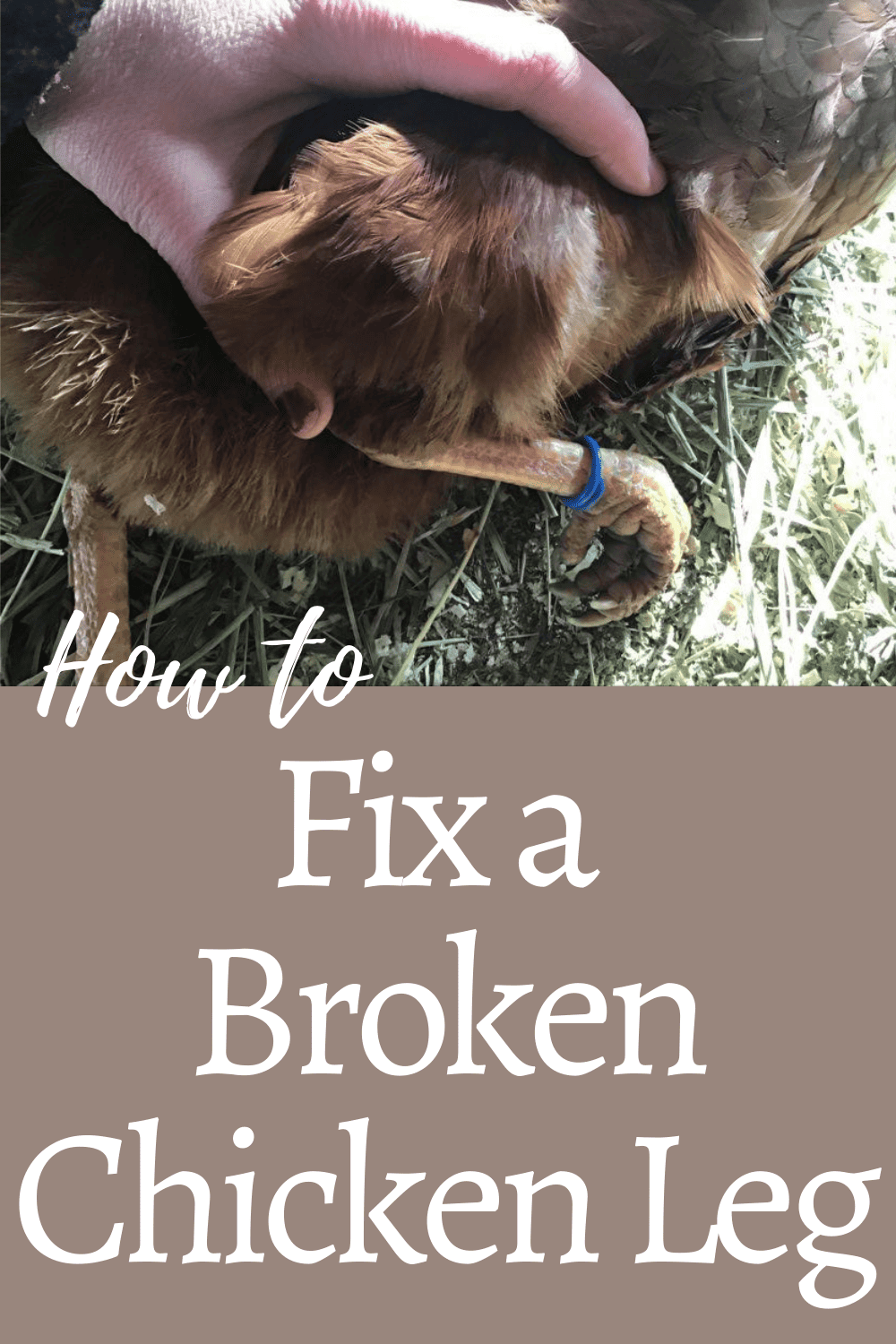 Fixing a Broken Chicken Leg