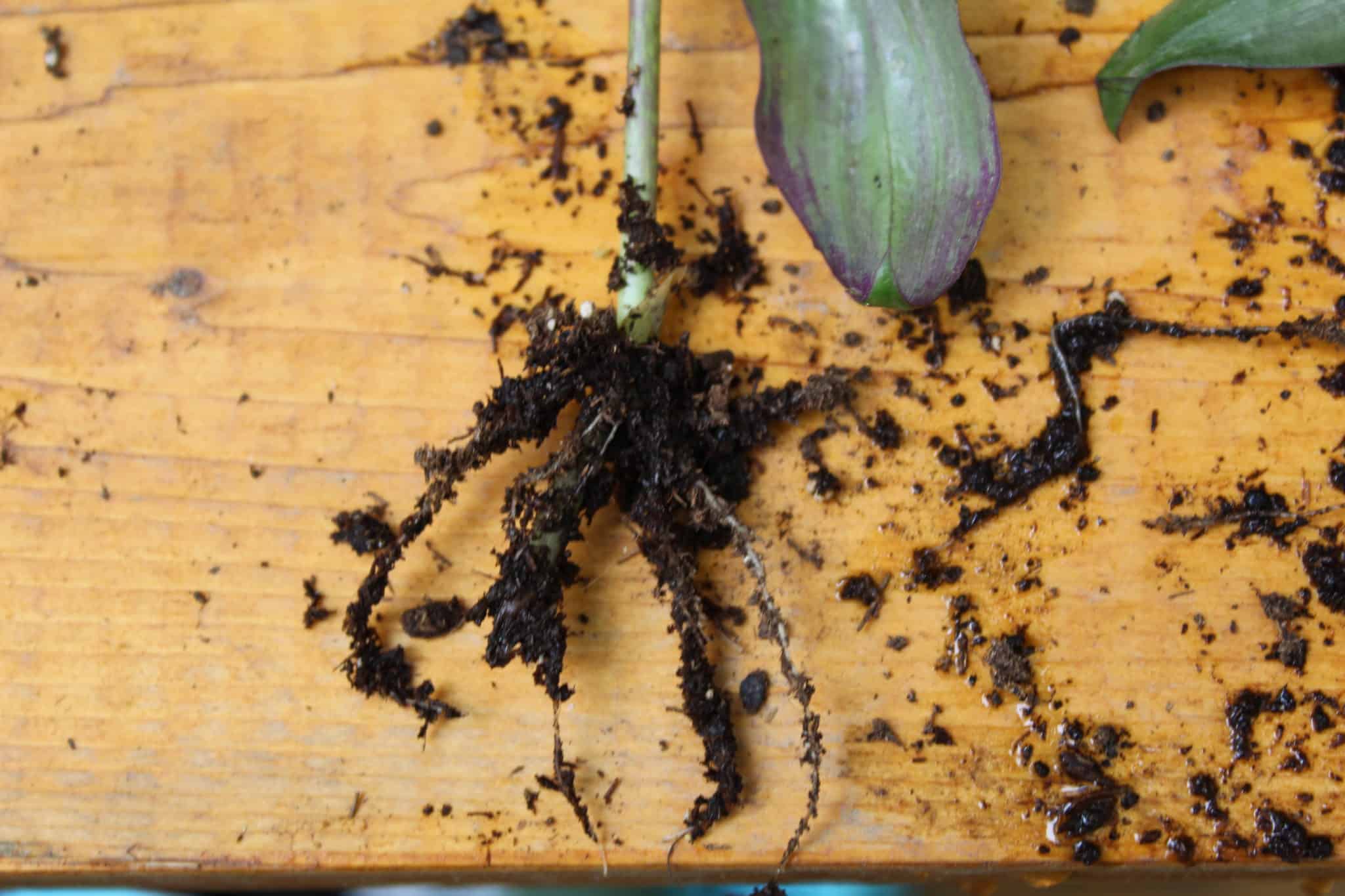 DIY Natural Rooting Hormone