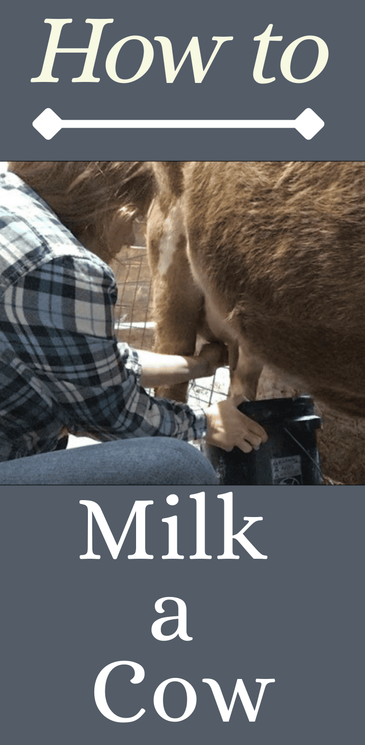 How to Hand Milk a Cow
