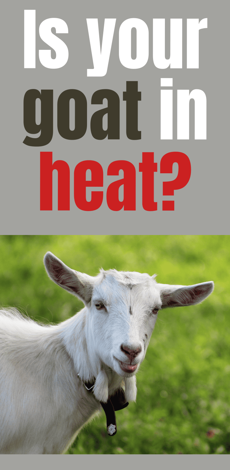 How to Tell When Your Goat is in Heat