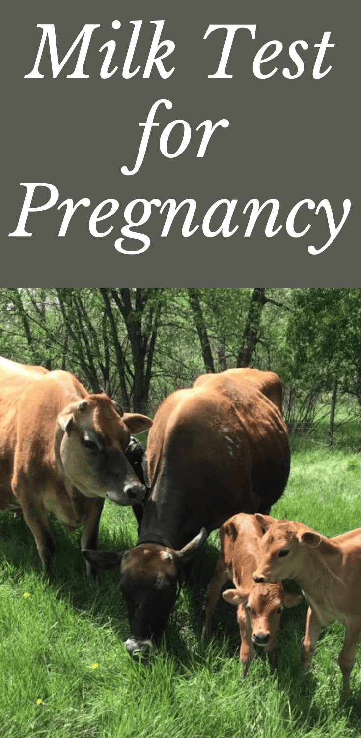 Milk Test Cows for Pregnancy
