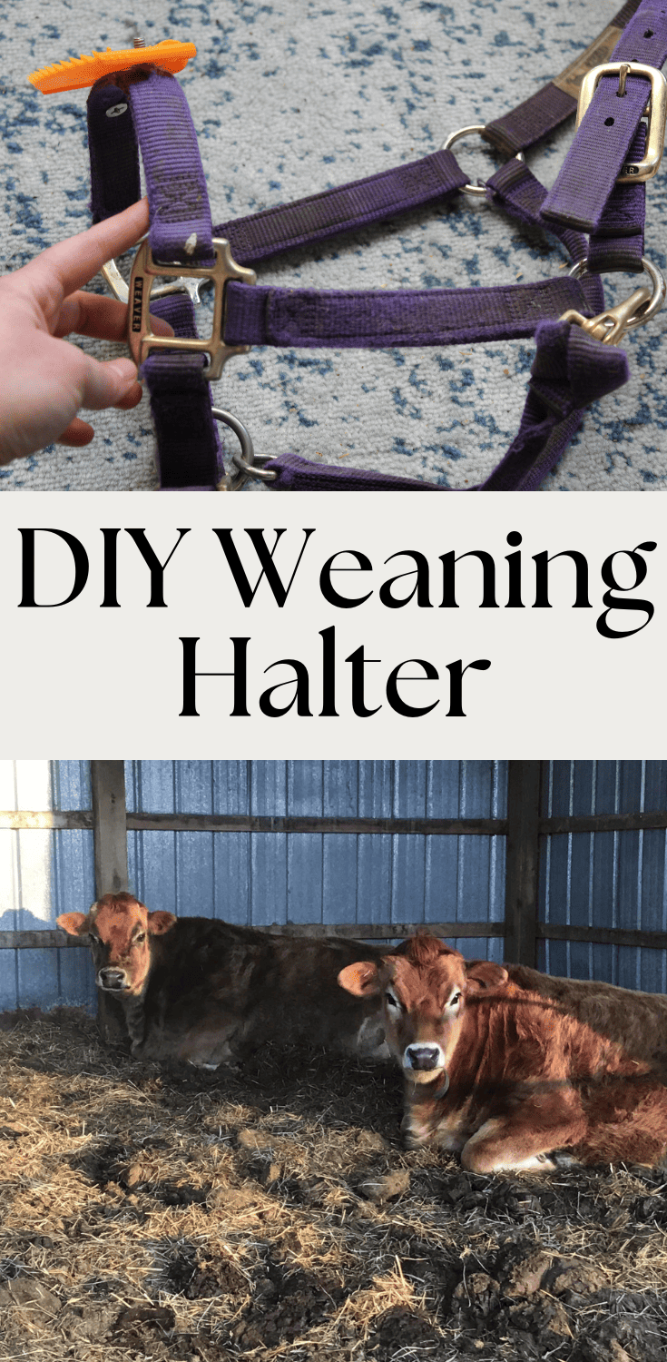 DIY Weaning Halter for Calves