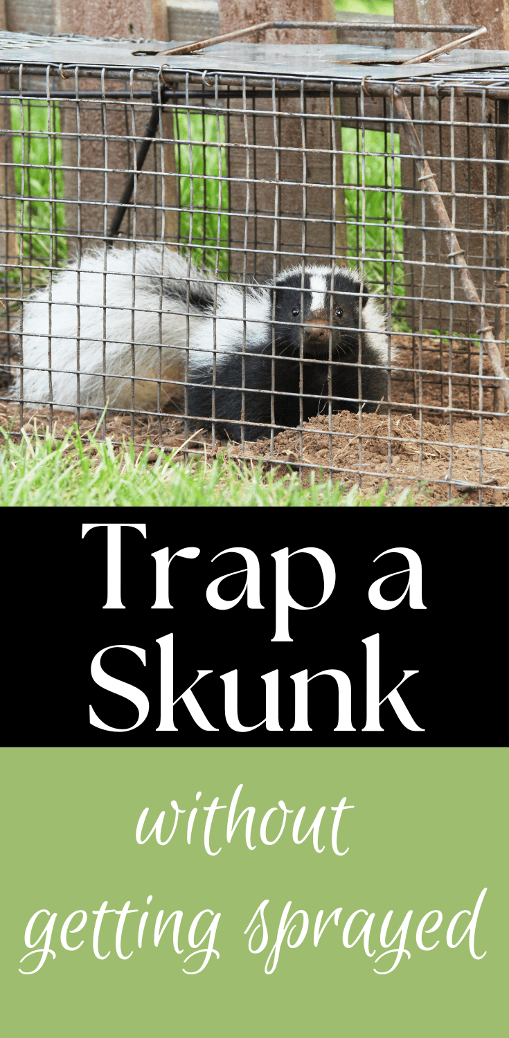 How to Trap a Skunk Without Getting Sprayed