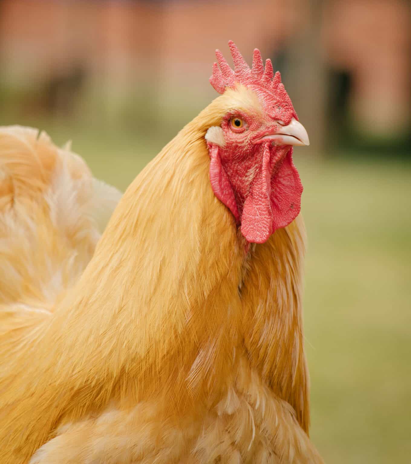 Ultimate Buff Orpington Chicken Guide