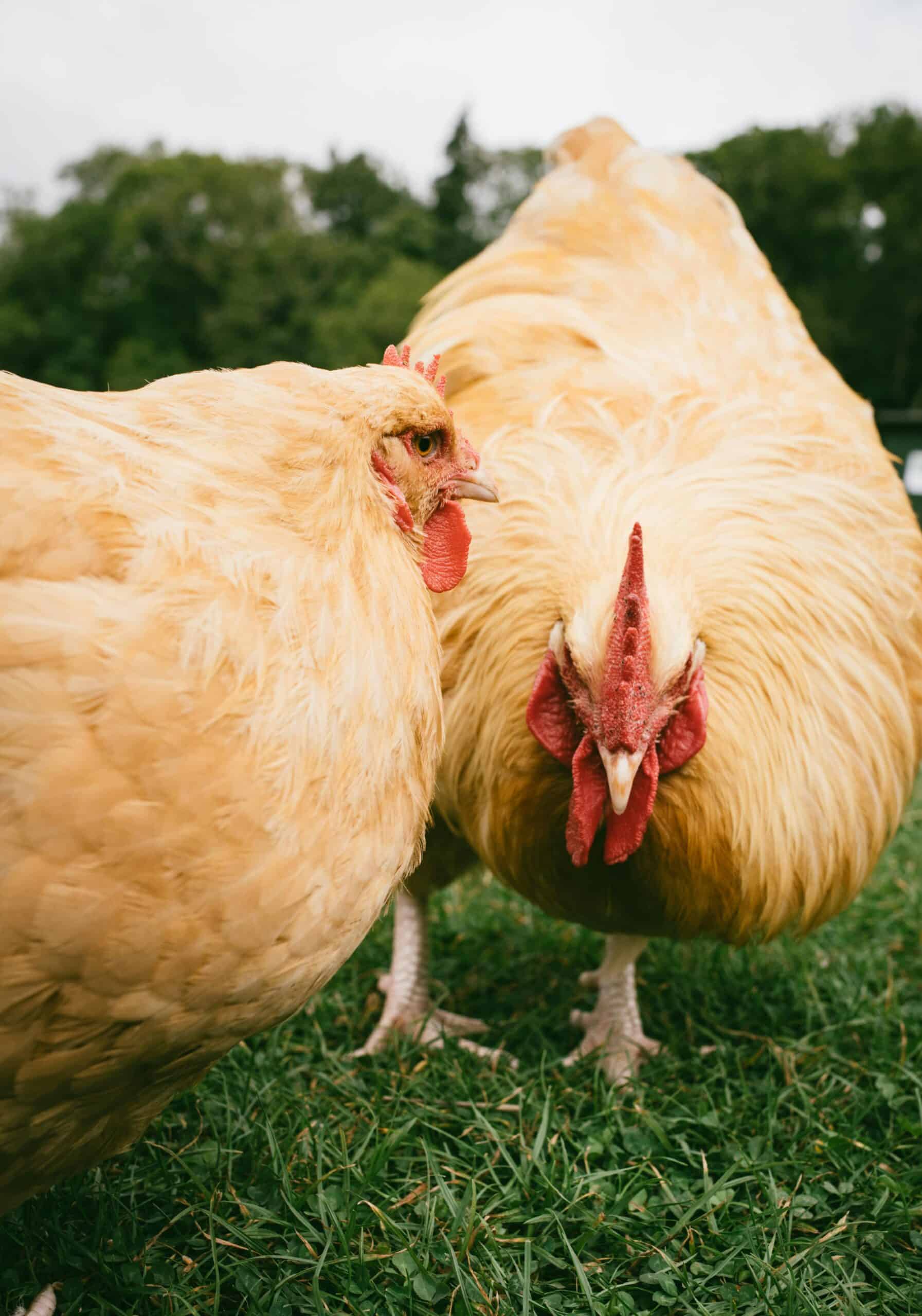 Ultimate Buff Orpington Chicken Guide