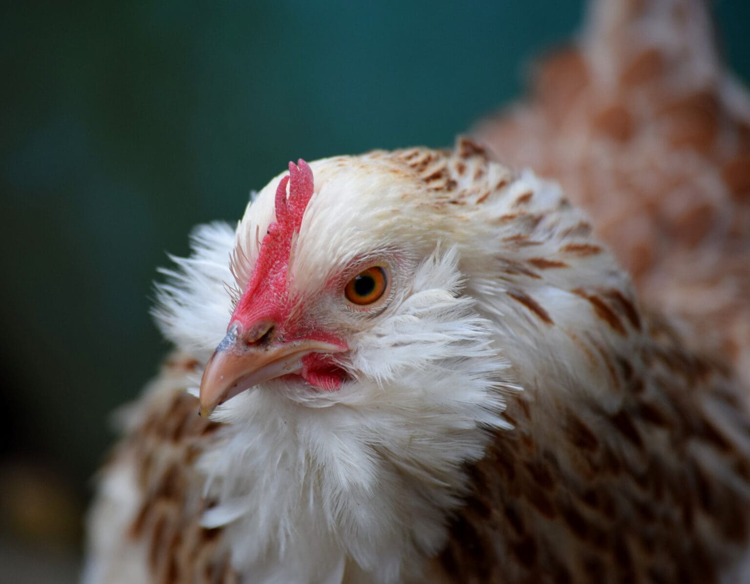 Complete Guide to Salmon Faverolles Chickens