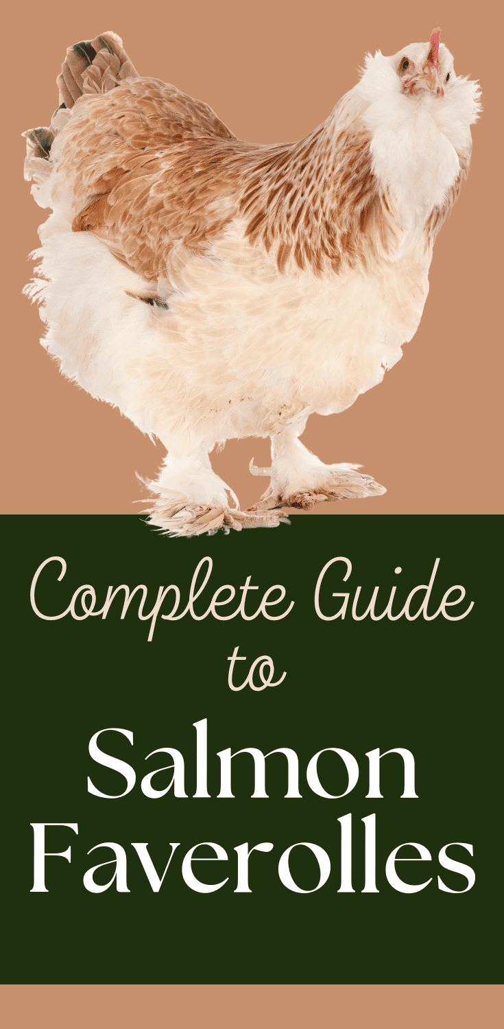 Complete Guide to Salmon Faverolles Chickens