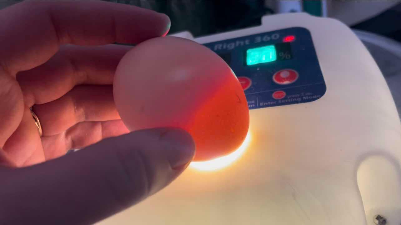 Beginner's Step-By-Step Guide to Hatching Your Own Chicken Eggs