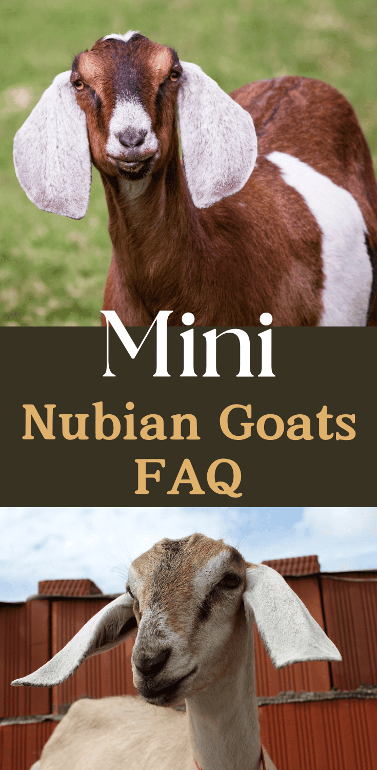What Are Mini Nubian Dairy Goats?