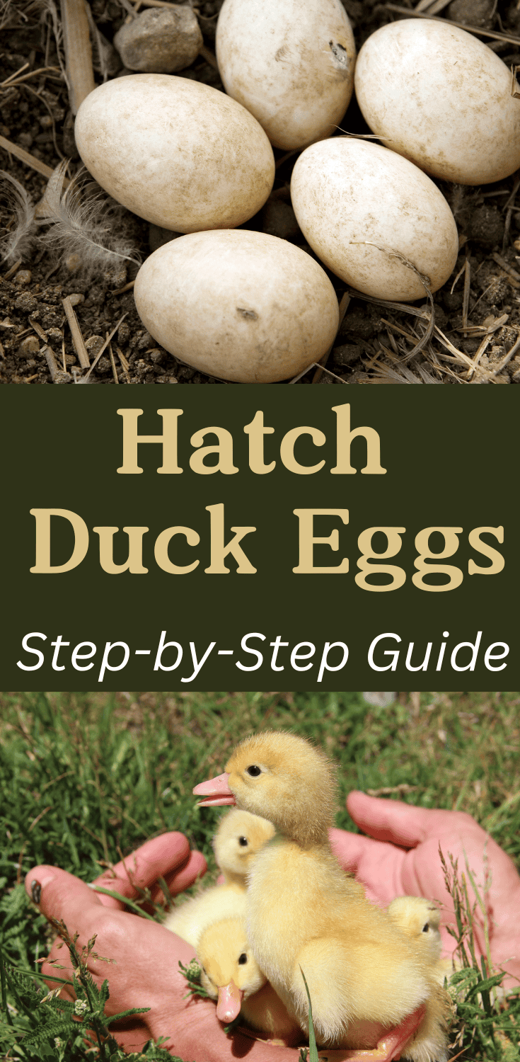 Beginner's Guide to Incubating and Hatching Duck Eggs