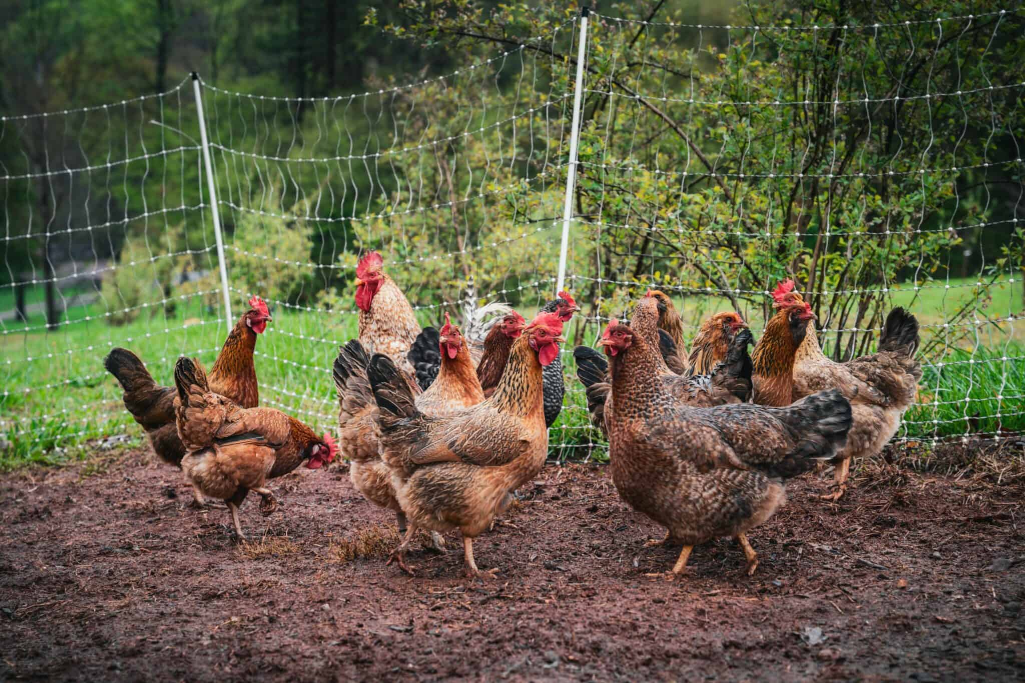 How to Keep Free-Range Chickens Off Your Porch or Patio