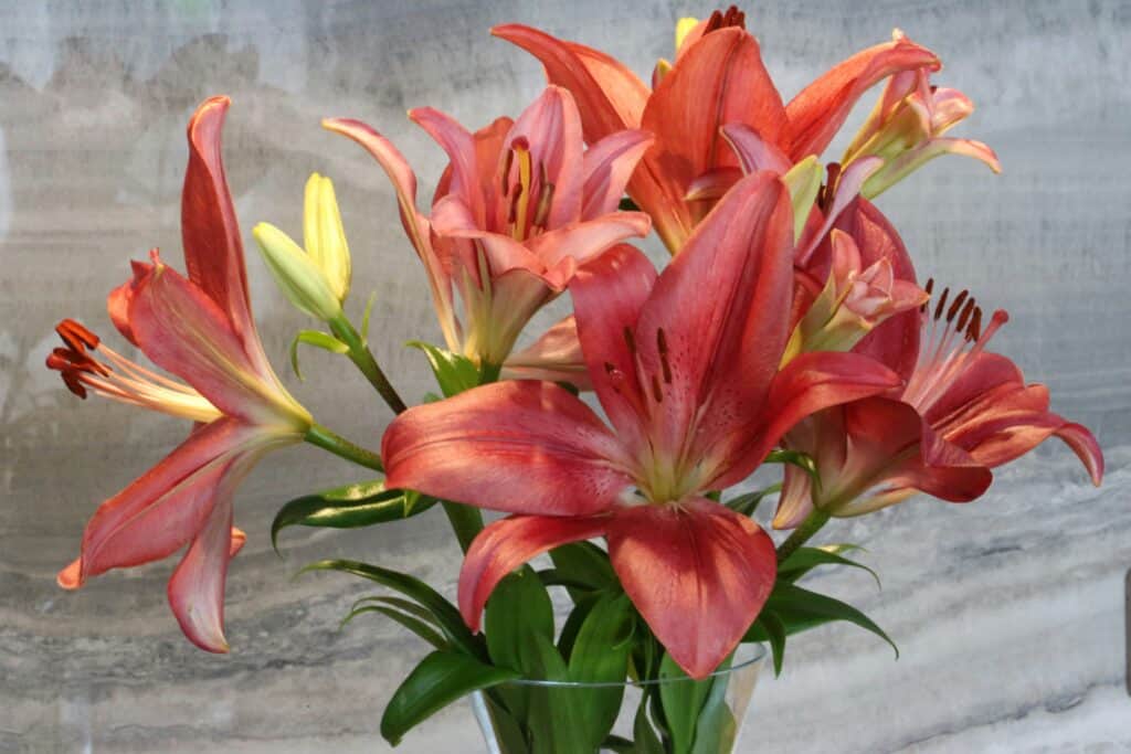 What is the Best Fertilizer for Growing Daylilies?